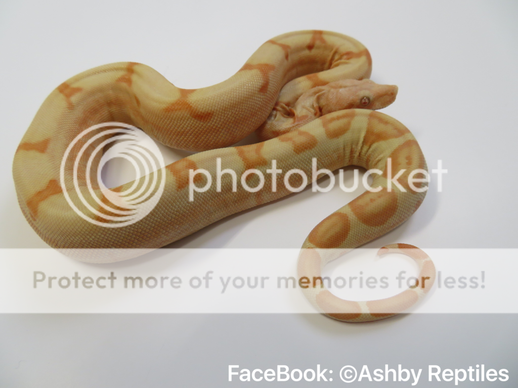 SE England - Female Super Sunglow Boa. *Stunning*!!!! | Reptile Forums
