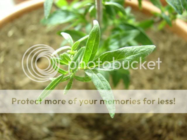 Deformed muntant Marijuana plants Please HELP!!!! | Rollitup